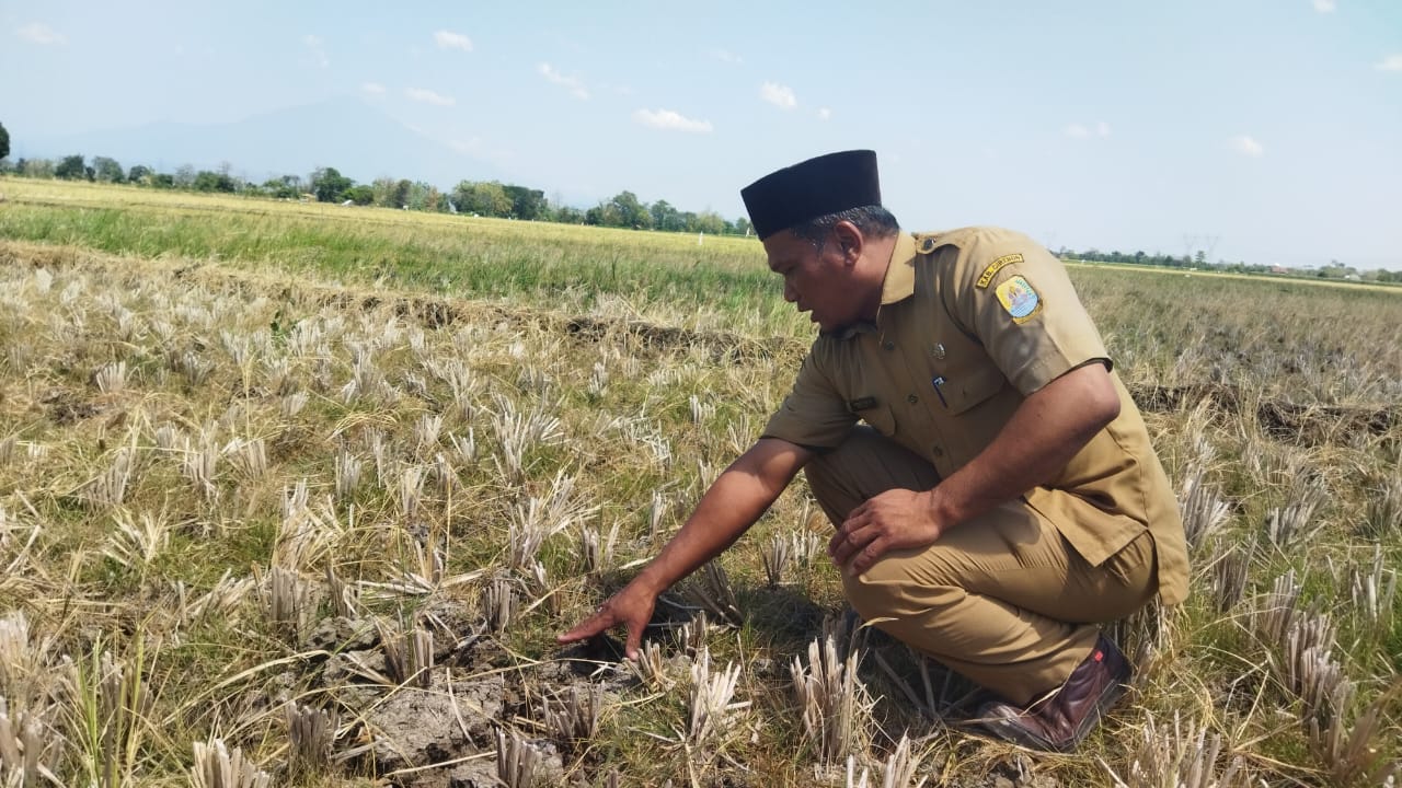 Ribuan Hektare Sawah di Kecamatan Waled Kekeringan