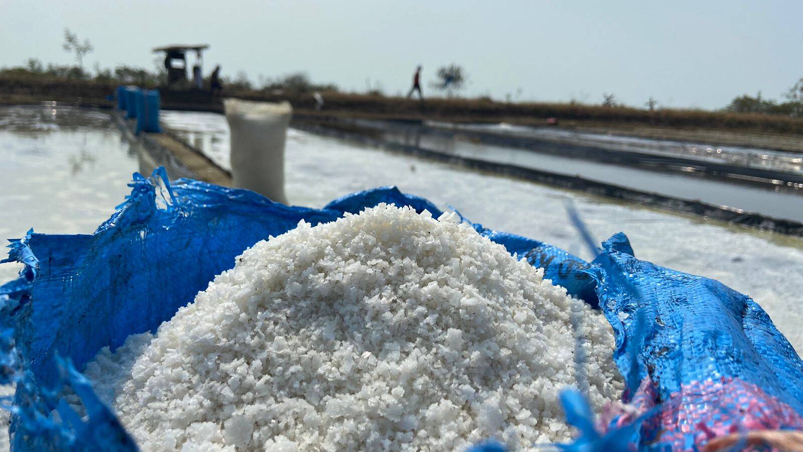 Harga Garam Terpuruk di Tengah Manisnya Panen Raya